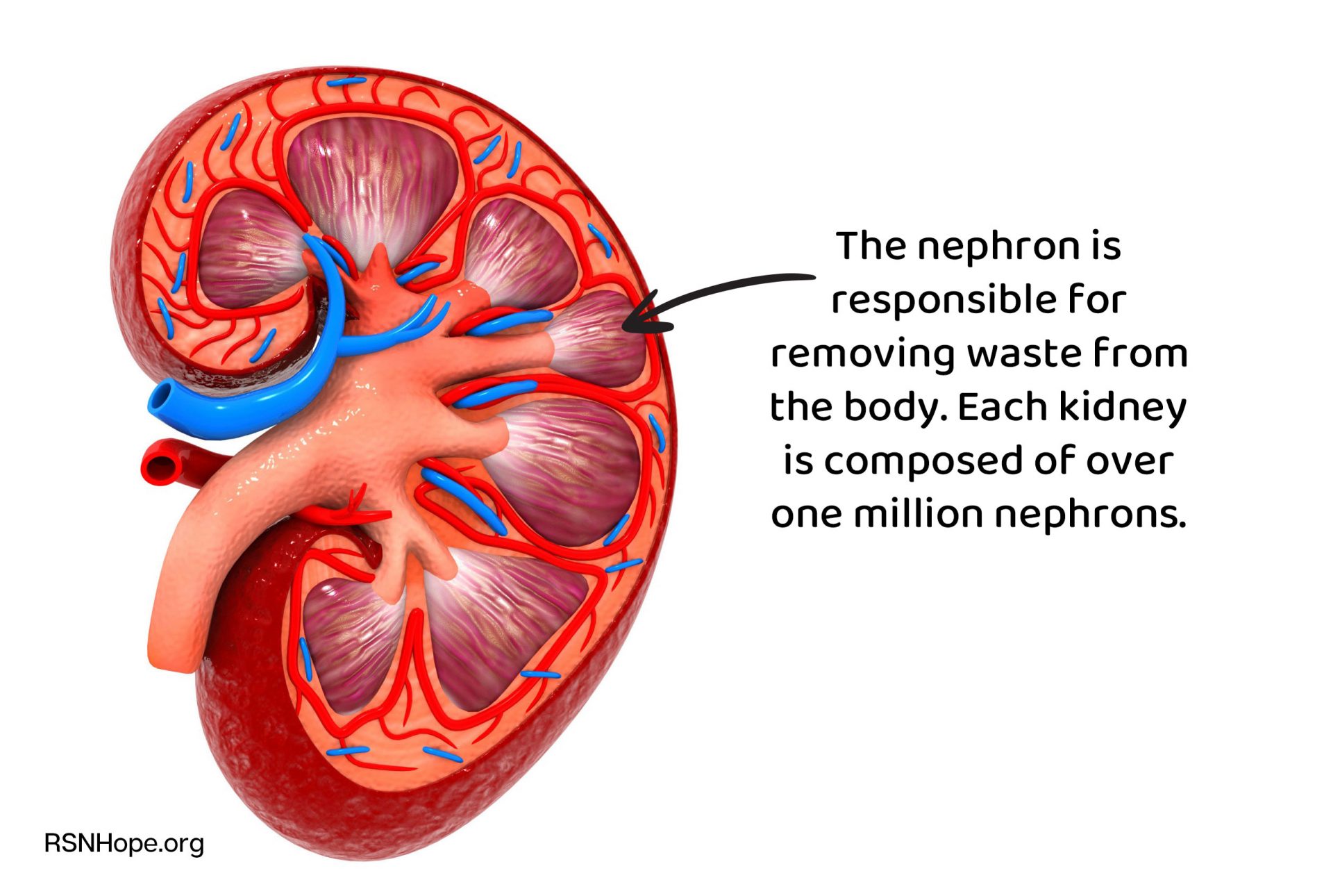 Lessons in Chemistry of the Kidneys - Renal Support Network