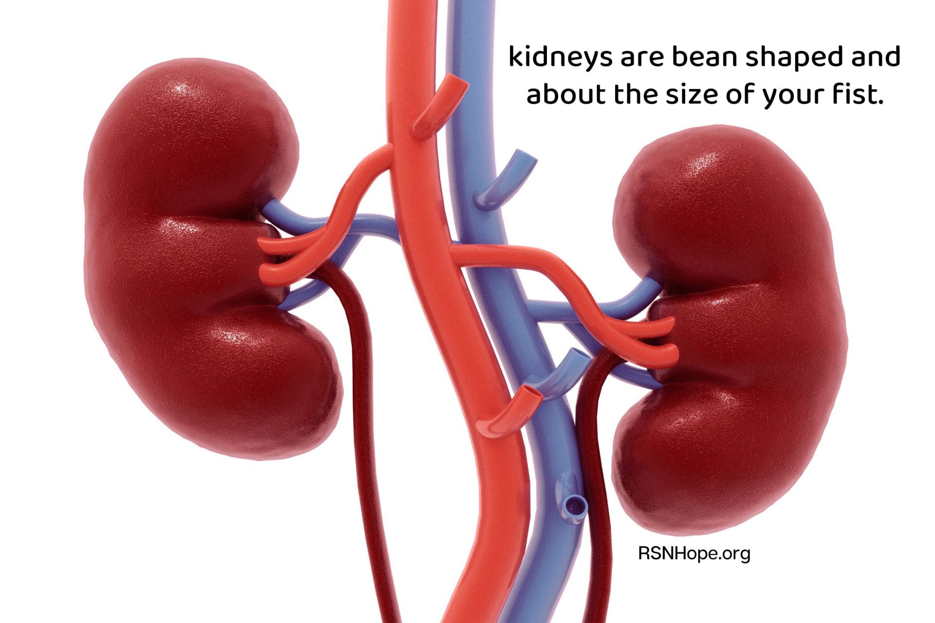 Lessons in Chemistry of the Kidneys - Renal Support Network